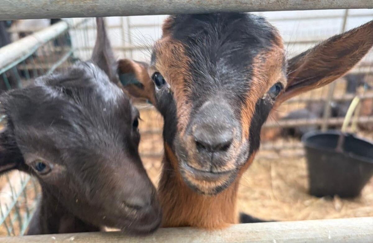From reactive to predictive: how goats and satellites are changing how ...